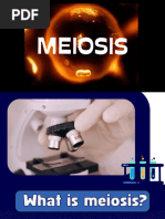 Meiosis: PMAT Stages Explained | PDF