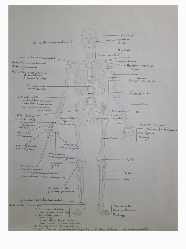 Skeleti I Njeriut | PDF