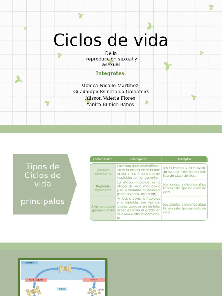 Ciclos de Vida | PDF