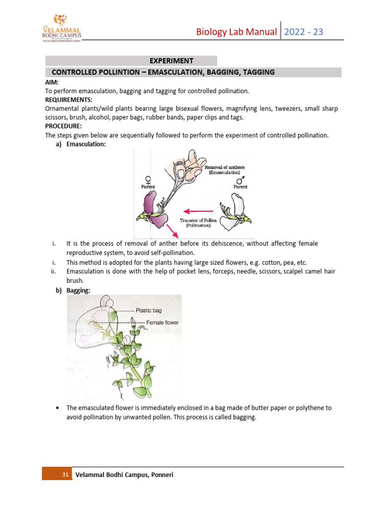 Controlled Pollintion - Emasculation, Bagging, Tagging | PDF