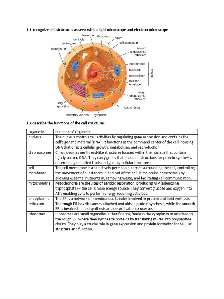 IGCSE Human Biology RESC MOCK I | PDF | Dna | Messenger Rna
