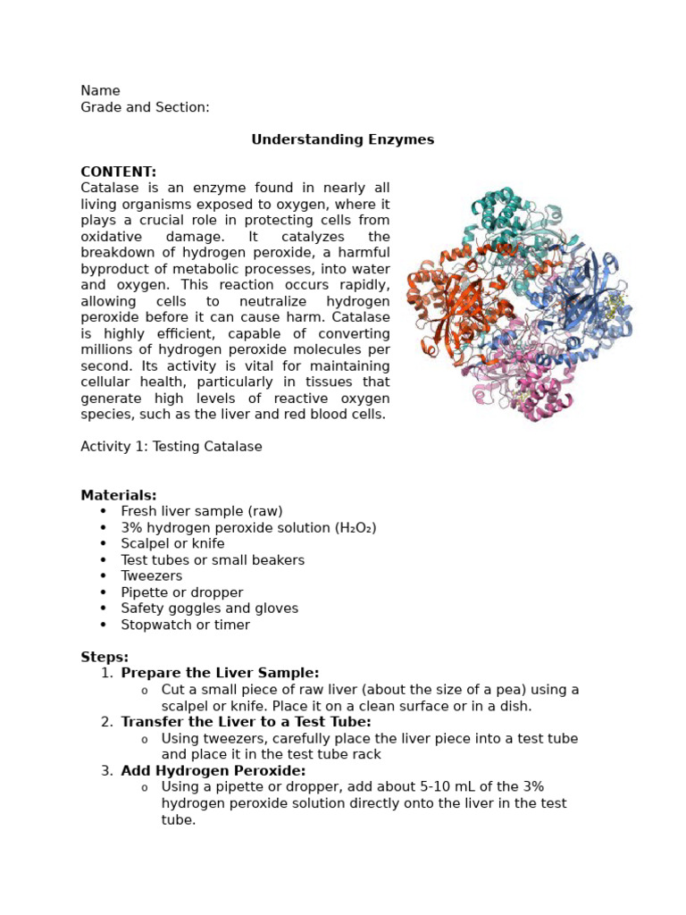 Enzyme Worksheet Grade 11 1 | PDF | Catalase | Substrate (Chemistry)