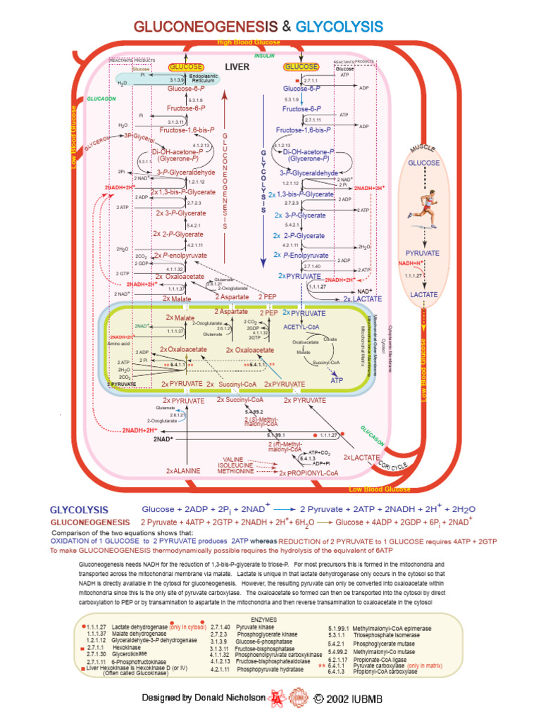 Gluconeogenesis & Glycolysis | PDF | Pyruvic Acid | Adenosine Triphosphate