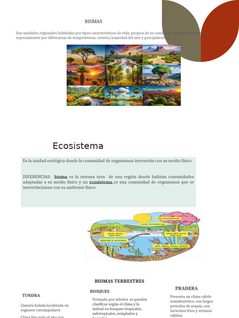 BIOMAS | PDF | Selva | Clima