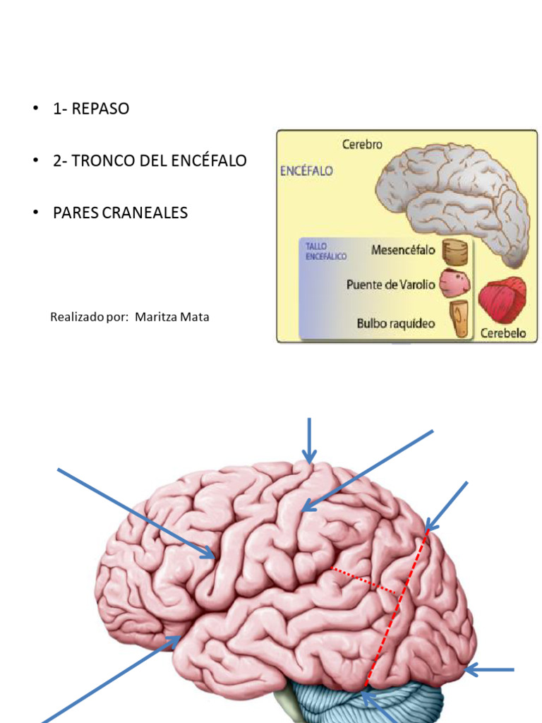 CLASE TRONCO ENCEFÁLICO 2016 aula | PDF | Neuroanatomía | Anatomía