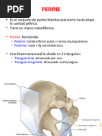 Anatomía y Función de los Músculos del Periné | PDF | Sistema ...