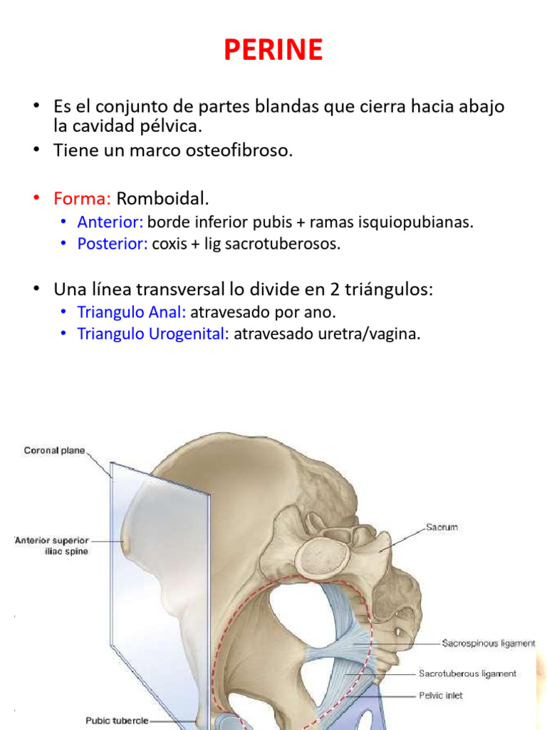 Anatomia de La Region Perineal | PDF | Vagina | Pelvis