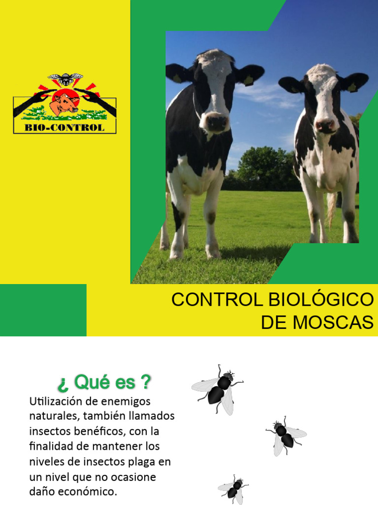 Control Biológico de Moscas | PDF | Control biológico de plagas | Insectos