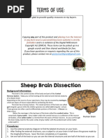 Sheep Brain Dissection | PDF | Brain | White Matter