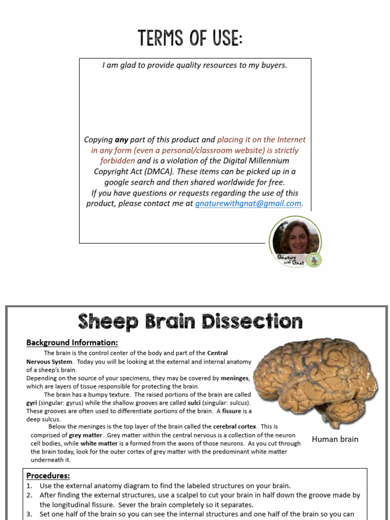 Sheep Brain Dissection Lab | PDF | Cerebrum | Cerebral Hemisphere