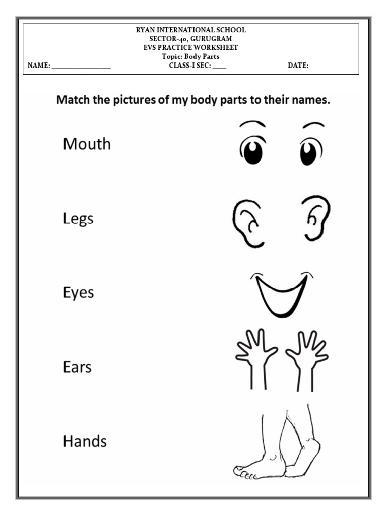 Body Parts EVS Worksheet for Class I | PDF | Computers
