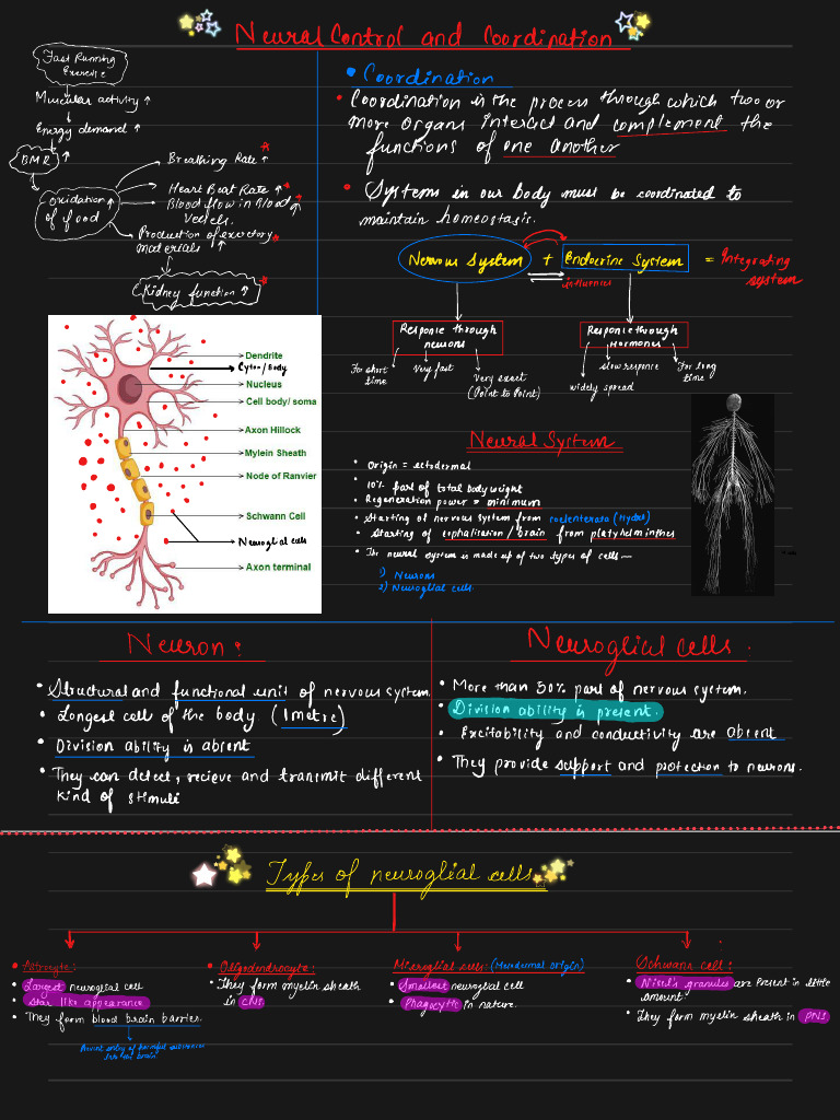 Neural Control and Coordination | PDF