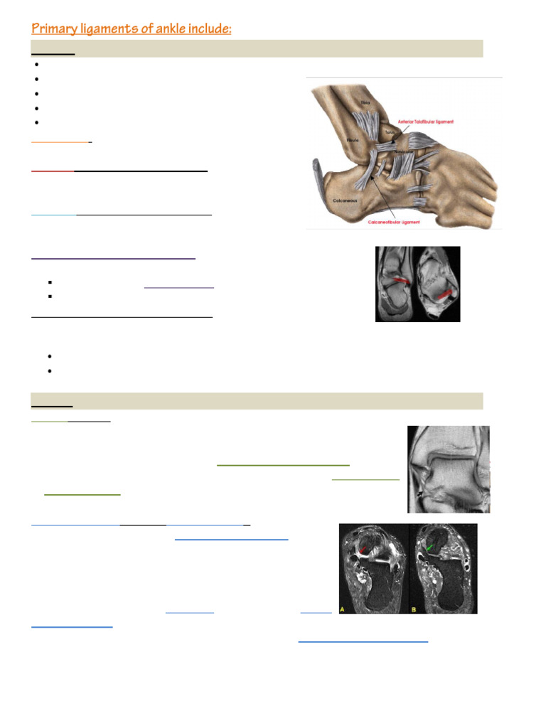Primary Ligaments of Ankle Include | PDF