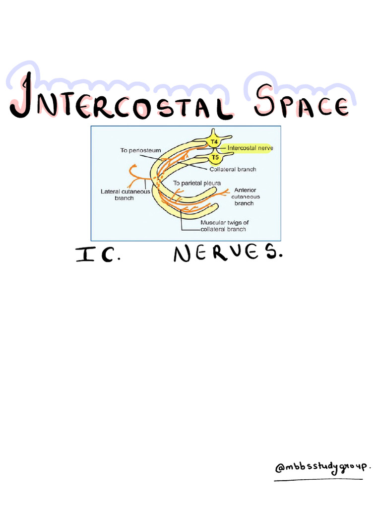 Intercostal Space and Nerves | PDF
