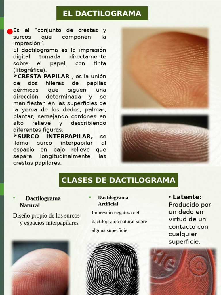 Tipos y características del dactilograma | PDF | Huella dactilar