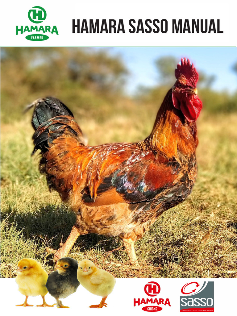 Hamara Sasso Manual-1 | PDF | Birds | Broiler