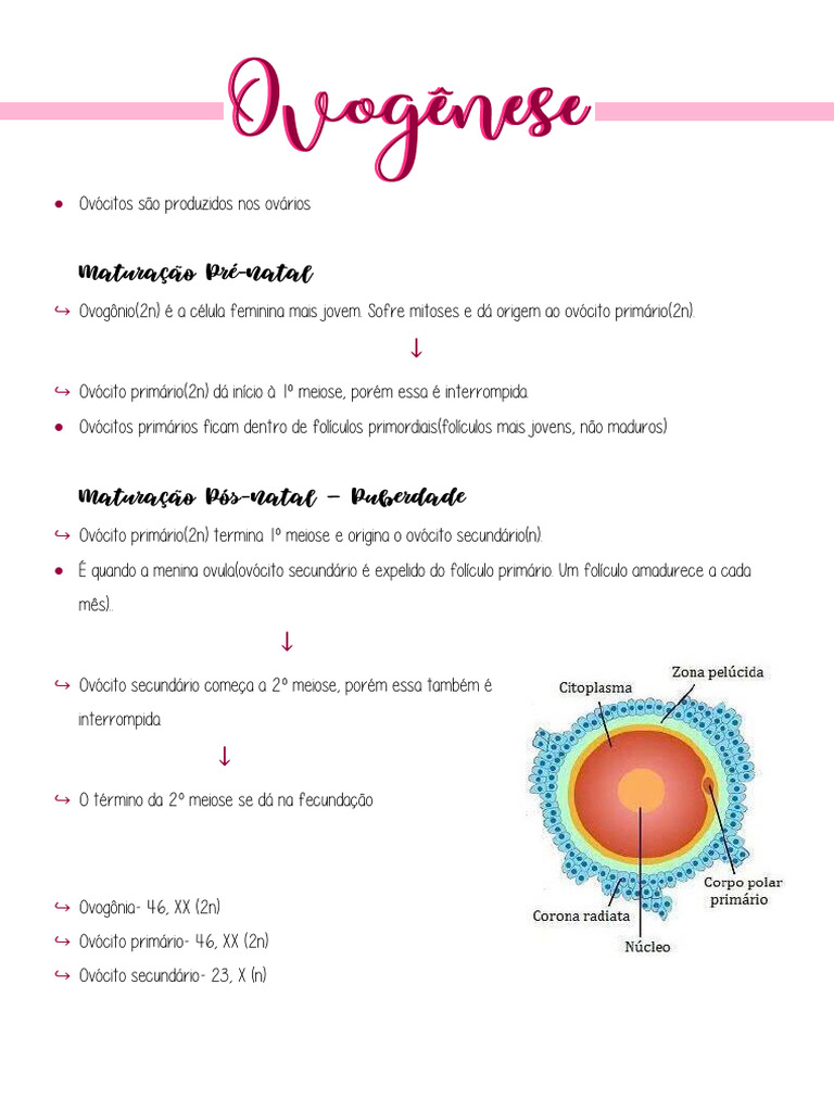Ovogênese: Processo e Maturação dos Ovócitos | PDF | Ciências e Matemática