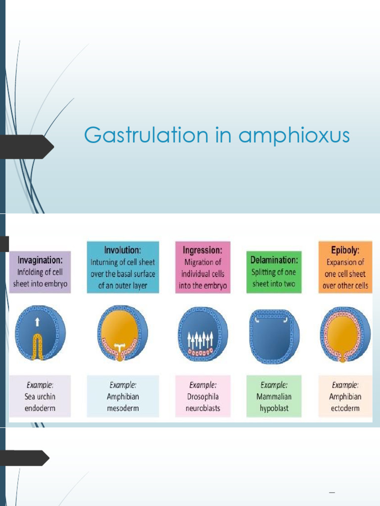Gastrulation in Amphioxus: Key Processes | PDF | Reproduction | Biology