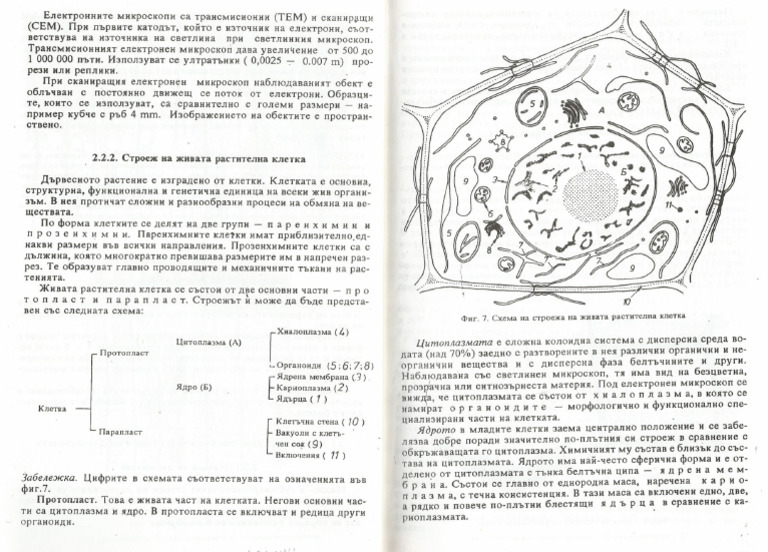 Stroej Na Jivata Rastitelna Kletka | PDF