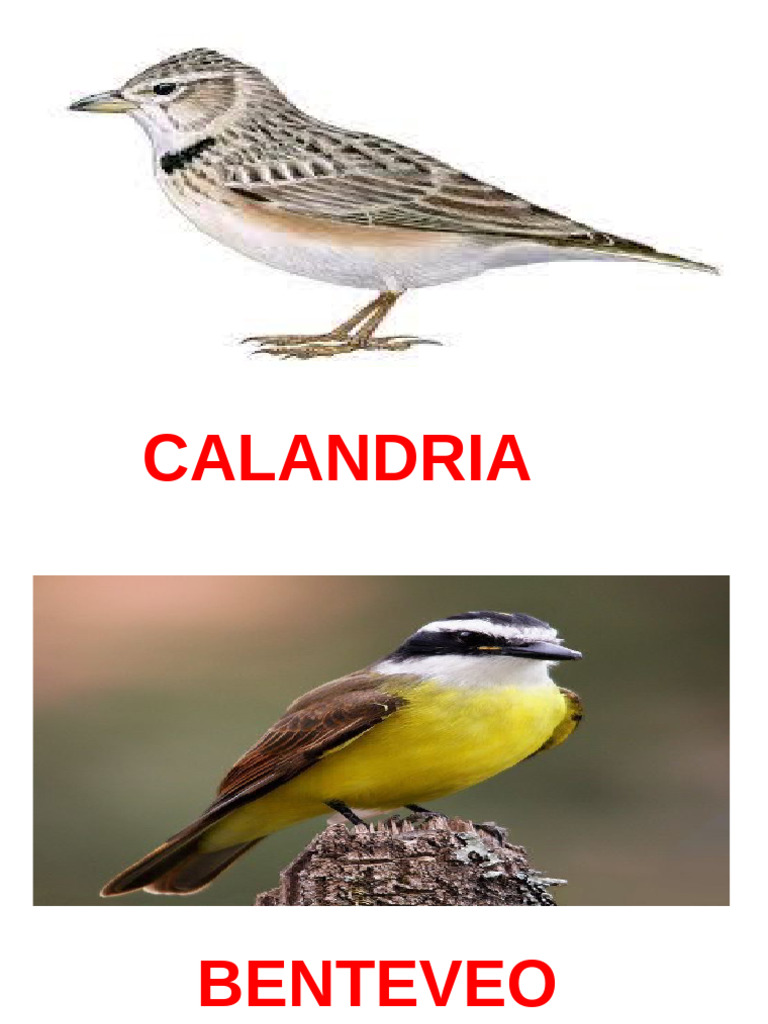 CALANDRIA | PDF