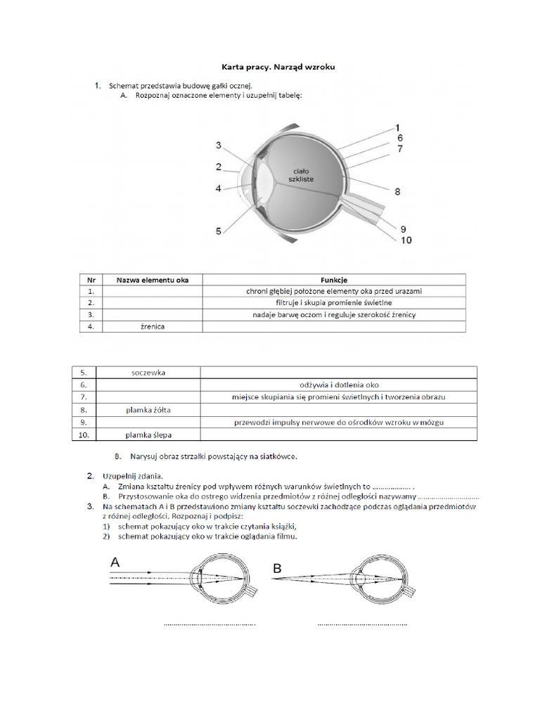 Budowa Oka - Karta Pracy | PDF