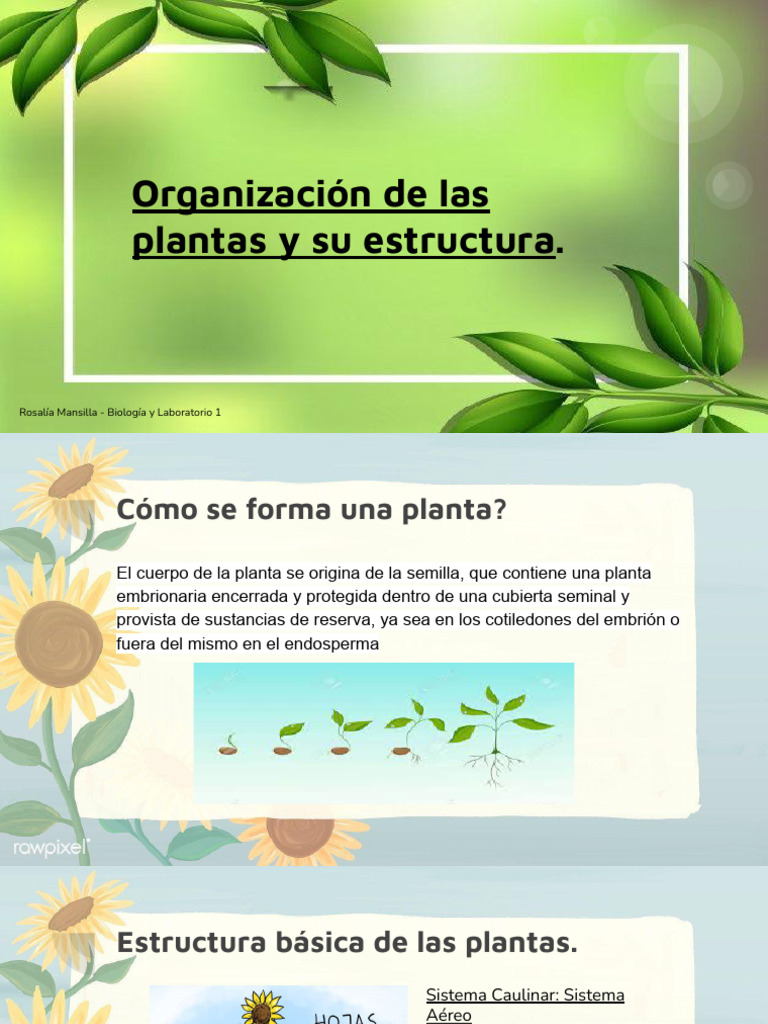 Estructura y organización de las plantas | PDF | Raíz | Plantas