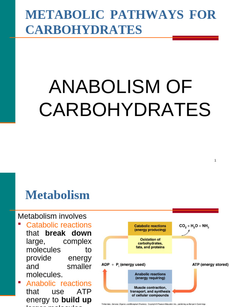 Anabolism of Carbohydrate | PDF | Glycolysis | Glycogen