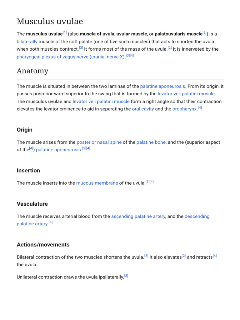 Musculus Uvulae - Wikipedia | PDF | Human Head And Neck | Human Anatomy