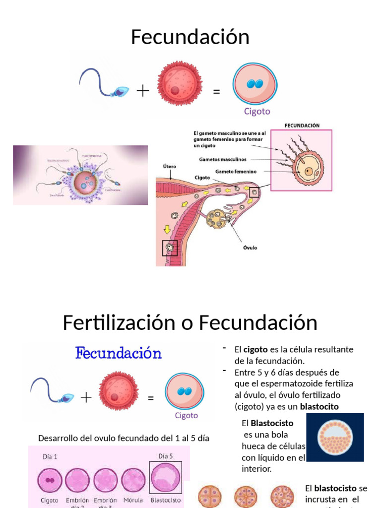 Fecundación Material 7 Basico | PDF