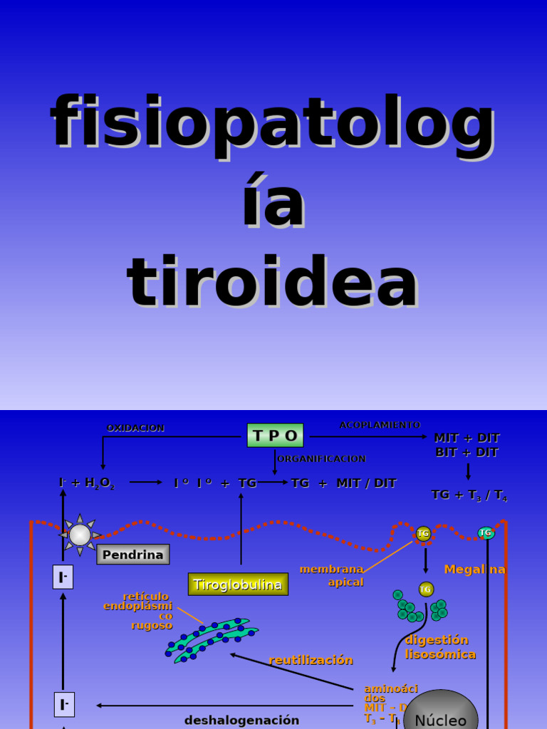 Fisiopatología - FISIOPATO - TIROIDES-ADRENAL-al | PDF | Hipertiroidismo | Glándula suprarrenal