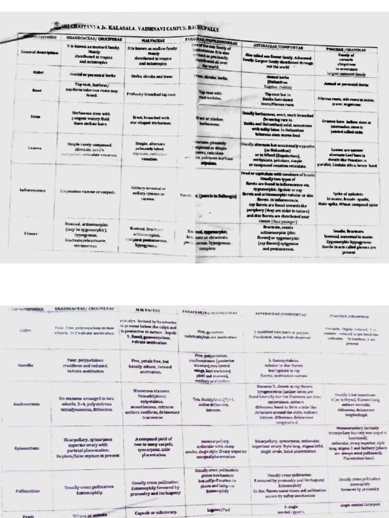 Morphology of Cruciferae Family Chart | PDF | Vegetables | Crops