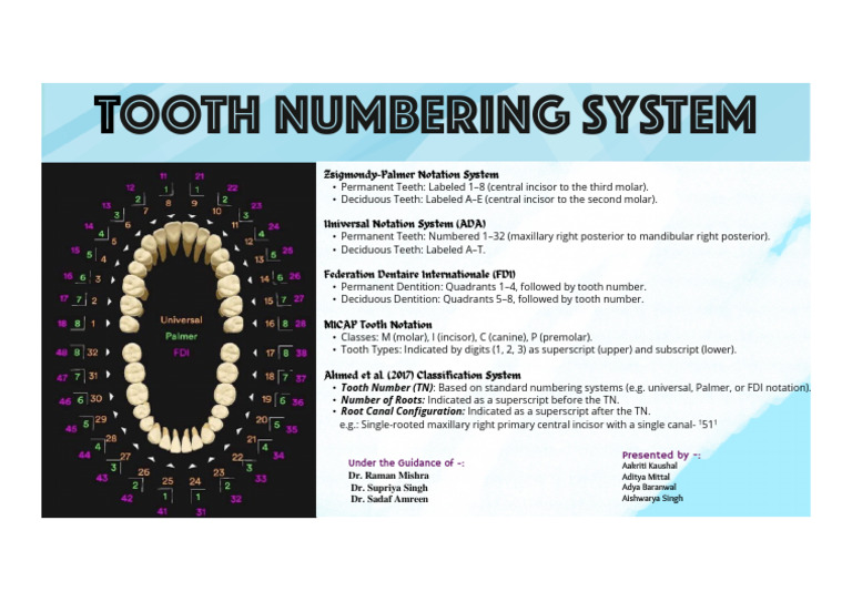 Tooth Numbering System (1) | PDF