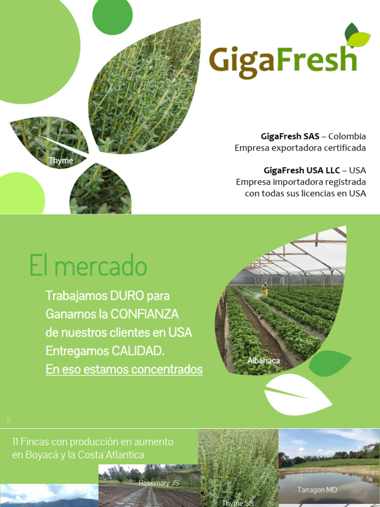 Mini Brochure Gigafresh 2024 | PDF | Plantas comestibles | Hierbas ...