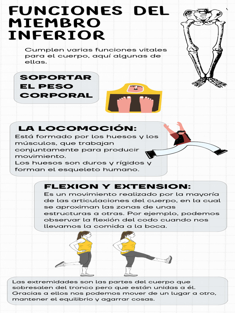 Infografia LRPD 2 (II) | PDF | Tórax | Cráneo