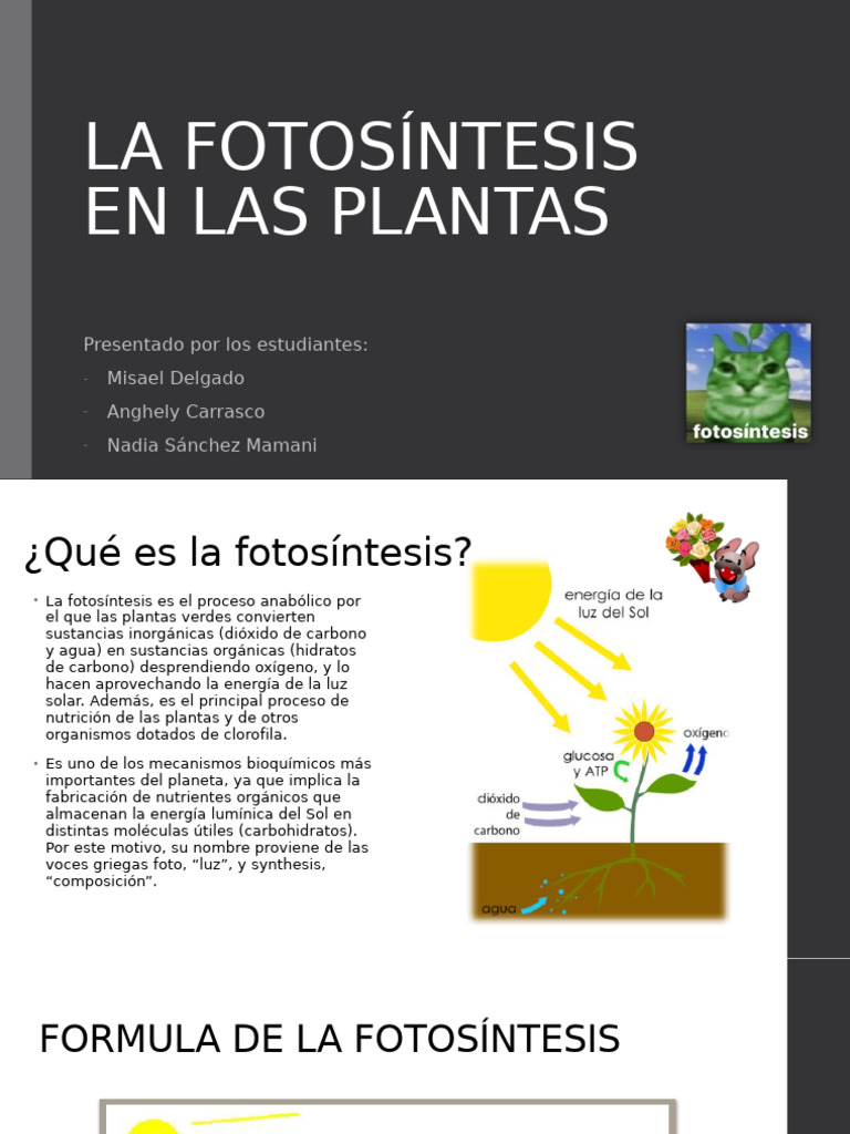 La Fotosíntesis en Las Plantas PPT Terminado | PDF | Fotosíntesis | Plantas