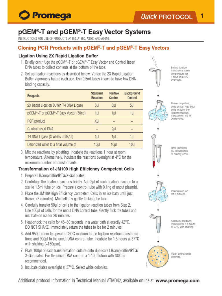 pGEM T and pGEM T Easy Vector Systems FB033 | PDF | Dna Ligase ...