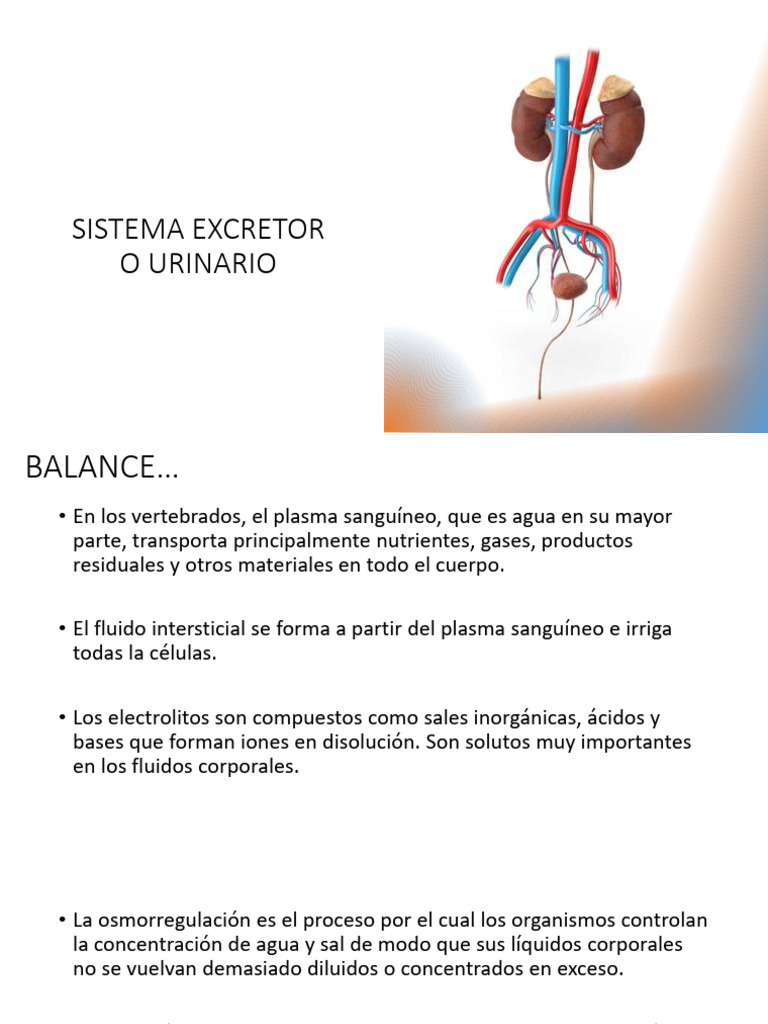 Sistema Excretor o Urinario | PDF | Sistema urinario | Excreción
