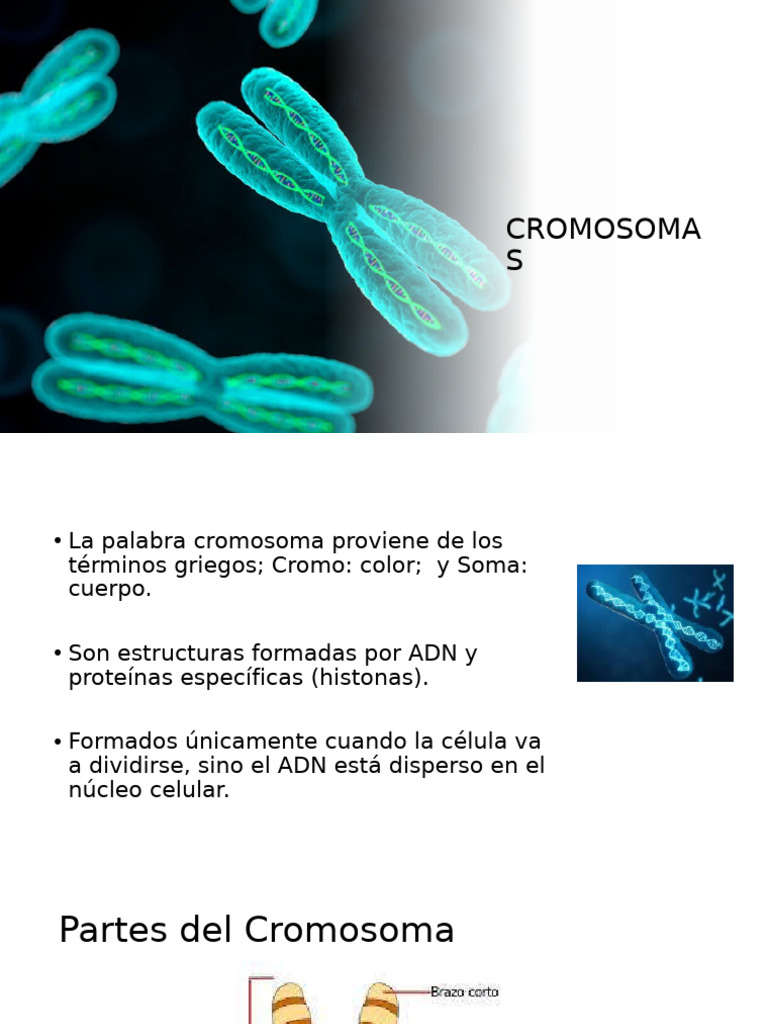 CROMOSOMAS | PDF | Cromosoma | Mitosis