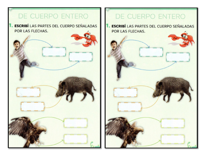 Las Partes Del Cuerpo (Repaso) | PDF