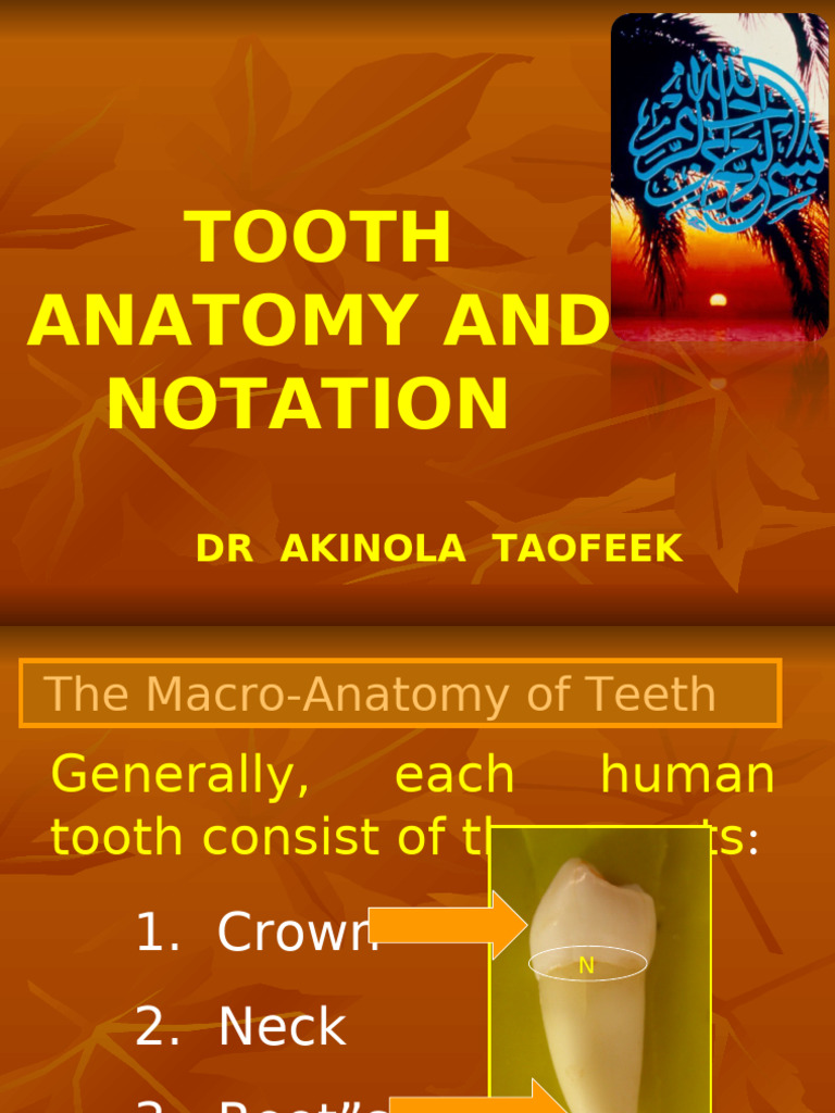 tooth anatomy and notation | PDF | Human Tooth | Tooth Enamel