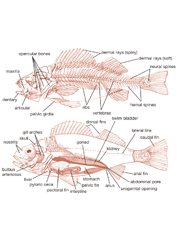Structure Fishes Perch Skeleton Dissection | PDF