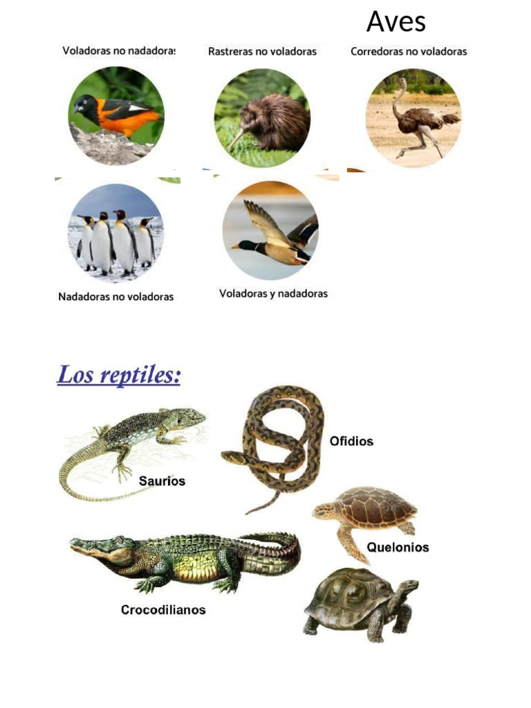 Aves Mamiferos Reptiles Etc | PDF