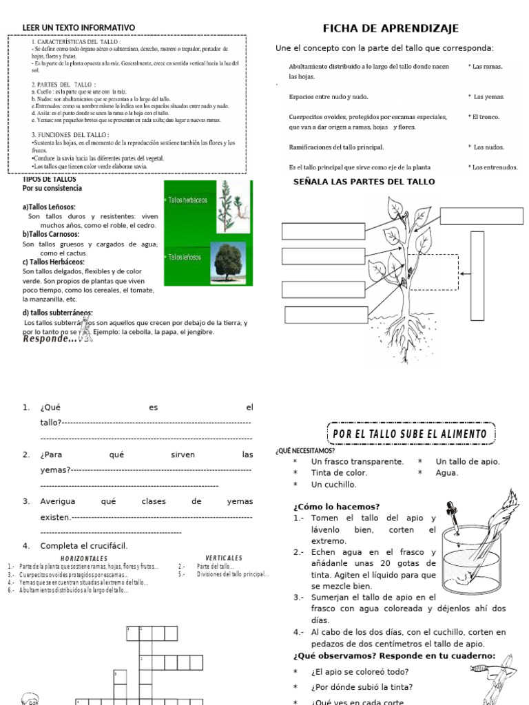 Ficha Cyt 01-10-24 | PDF | Tallo de la planta | Botánica