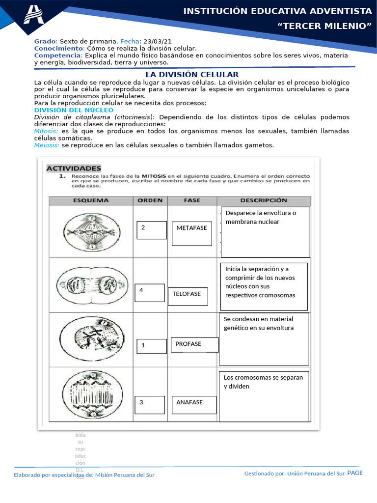 División Celular: Mitosis y Meiosis | PDF | Mitosis | Biología Celular)
