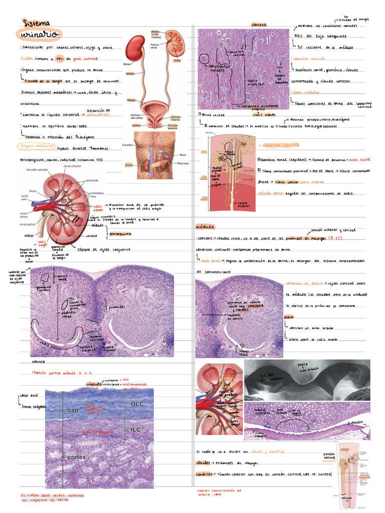 Sistema Urinario | PDF