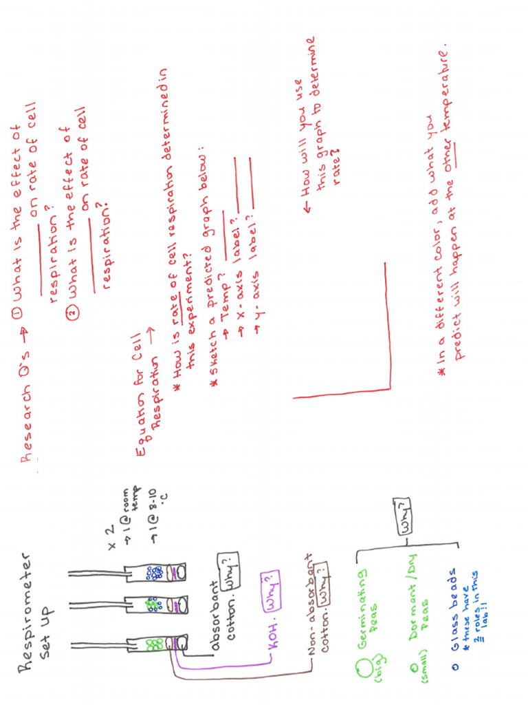 Cell Respiration Lab Quick Set Up Illustrations | PDF