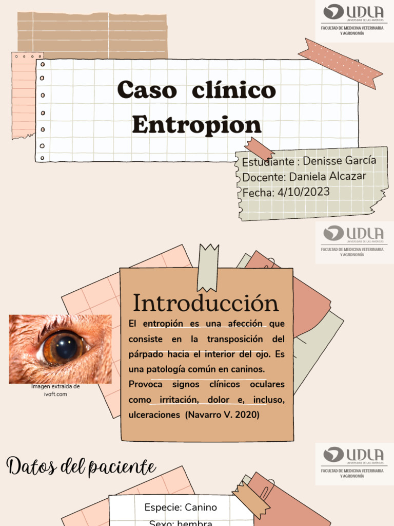 Entropión Canino: Diagnóstico y Tratamiento | PDF | Enfermedades y trastornos humanos | Causas ...