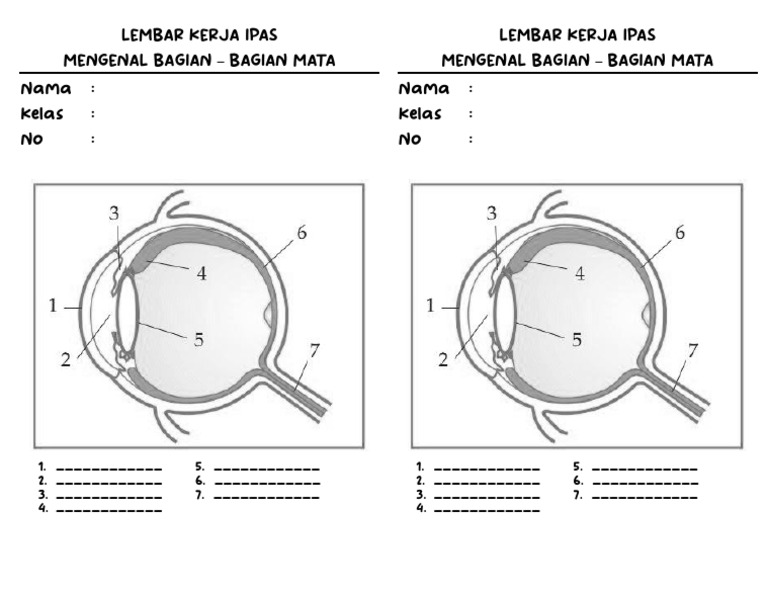 Lembar Kerja IPAS: Bagian Mata | PDF