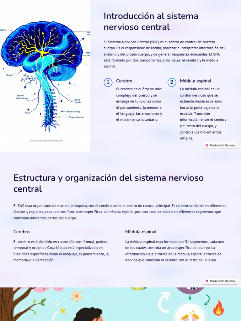 Funciones y cuidados del SNC | PDF | Sistema nervioso central | Cerebro