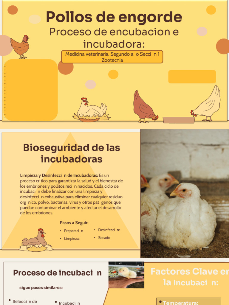 Laminas Pollos de Engorde PDF | PDF | Alimentos | Agua